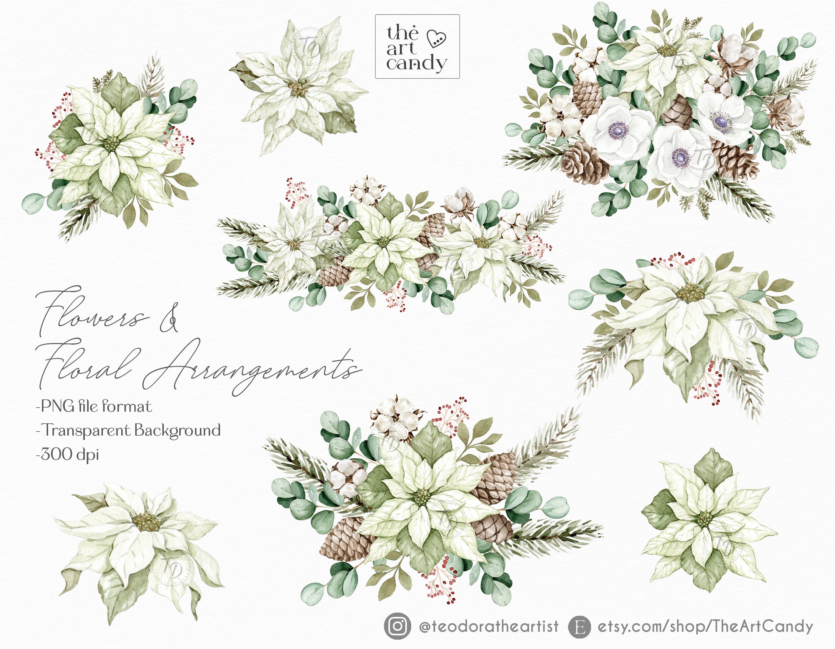 Watercolor White Poinsettia Clipart Set PNG Christmas Wreaths, Frames ...