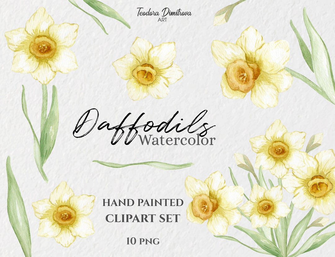 Watercolor Clipart Daffodil Flowers PNG Hand Painted Clipart Watercolor ...