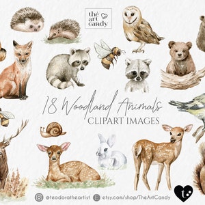 Woodland Animals Watercolor Clipart Bundle | Forest Animals PNG ...