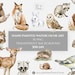 Woodland Animals Watercolor Clipart | Forest Animals PNG- Deer, Fox ...