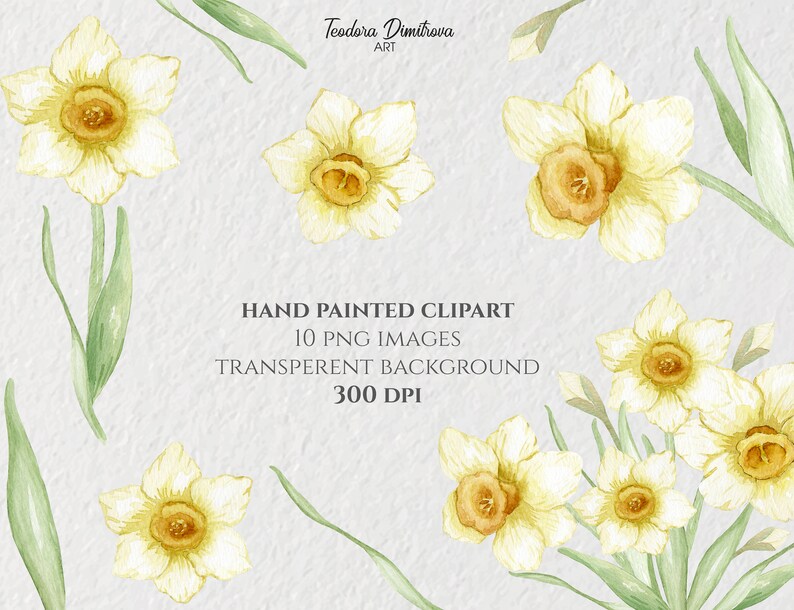 Watercolor Clipart Daffodil Flowers PNG Hand Painted Clipart Watercolor ...