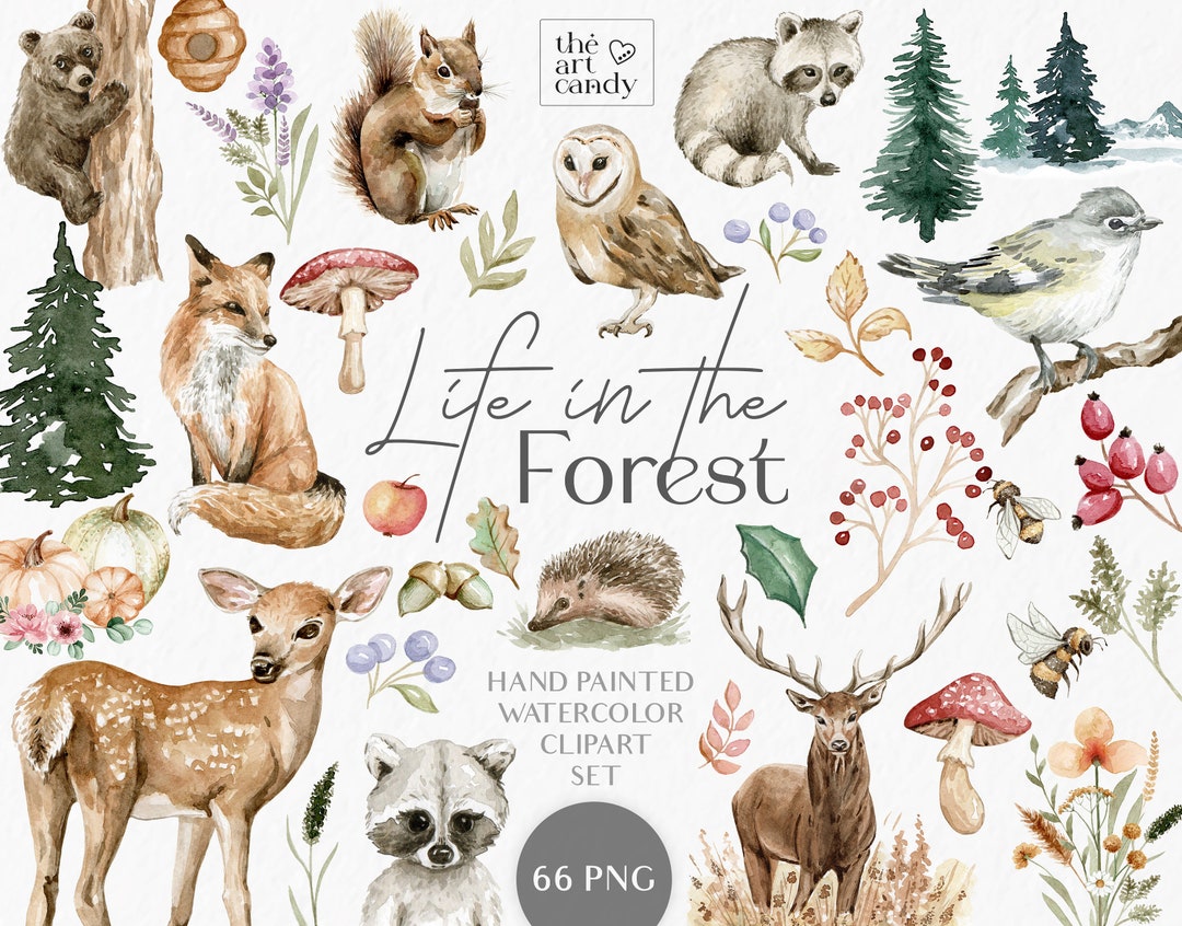 Woodland Animals Watercolor Clipart Bundle | Forest Animals PNG ...