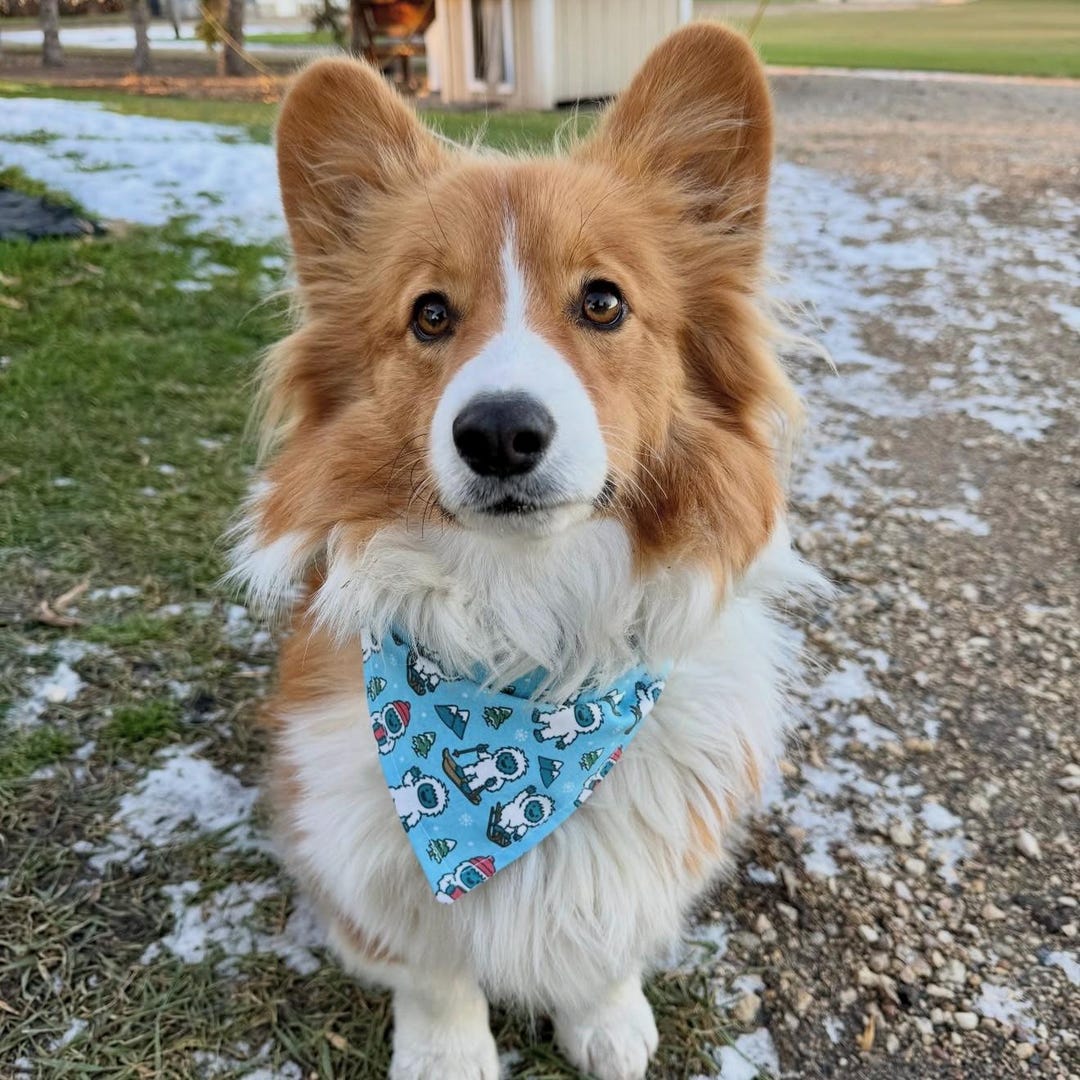 Yeti Abominal Snowman Christmas Bandana for Dogs & Cats With Snap ...