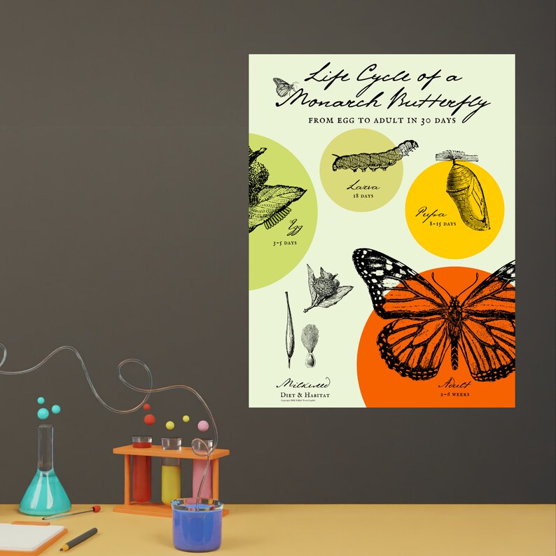 Butterfly Life Cycle Poster: Monarch Butterfly Printable Art, Biology ...