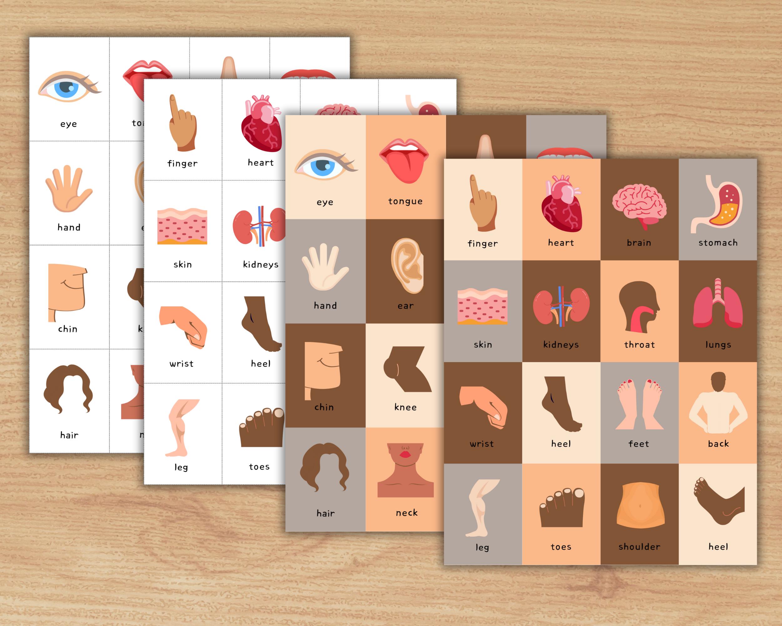 Body Parts Flash Cards, 32 Body Vocabulary Cards, Parts of the Body ...