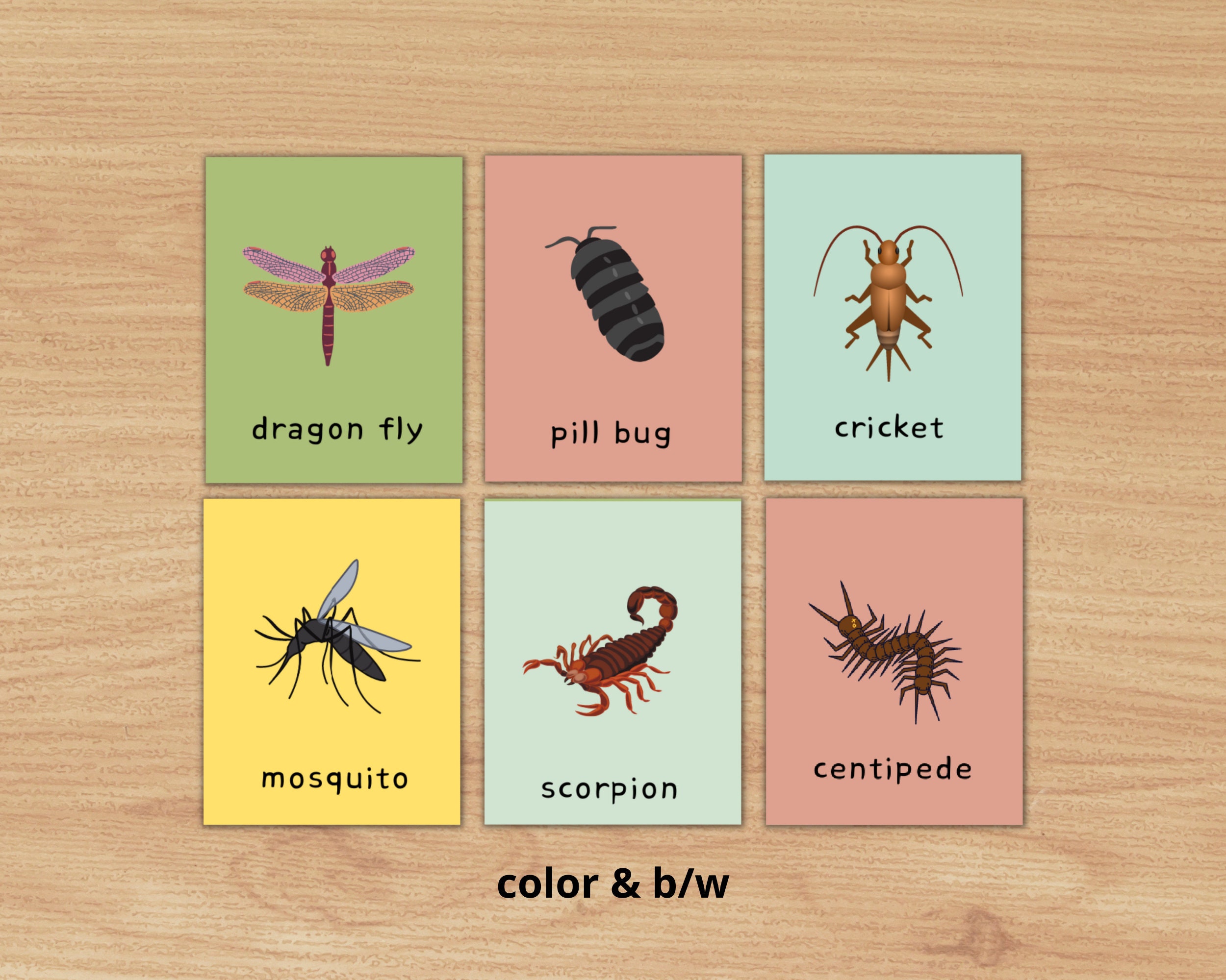 Insects and Bugs ESL Flashcards, Picture Cards for English/sped/ Ell ...