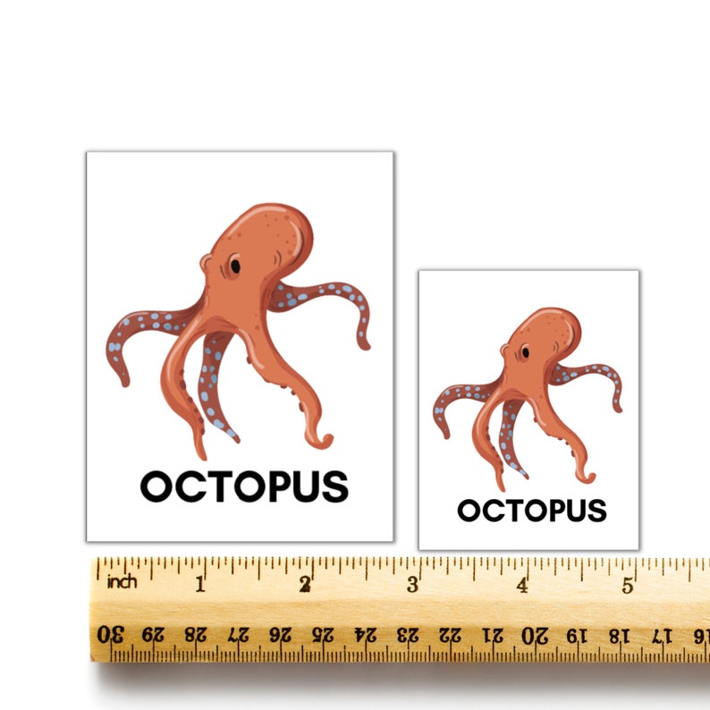 Printable Sea Animals Vocabulary Flashcards PDF, 32 Oceanography ...