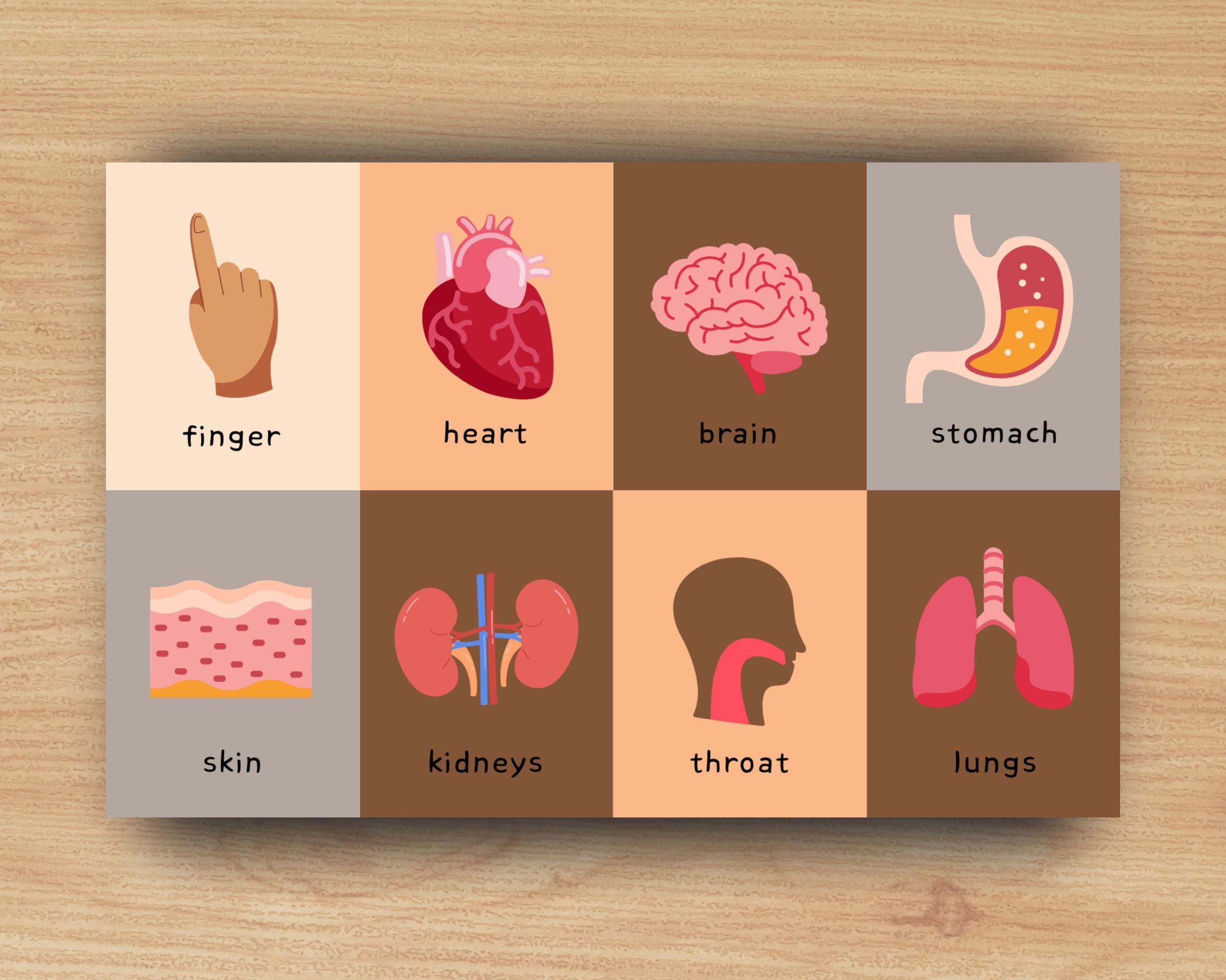 Body Parts Flash Cards, 32 Body Vocabulary Cards, Parts of the Body ...