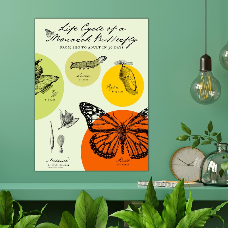 Butterfly Life Cycle Poster: Monarch Butterfly Printable Art, Biology ...