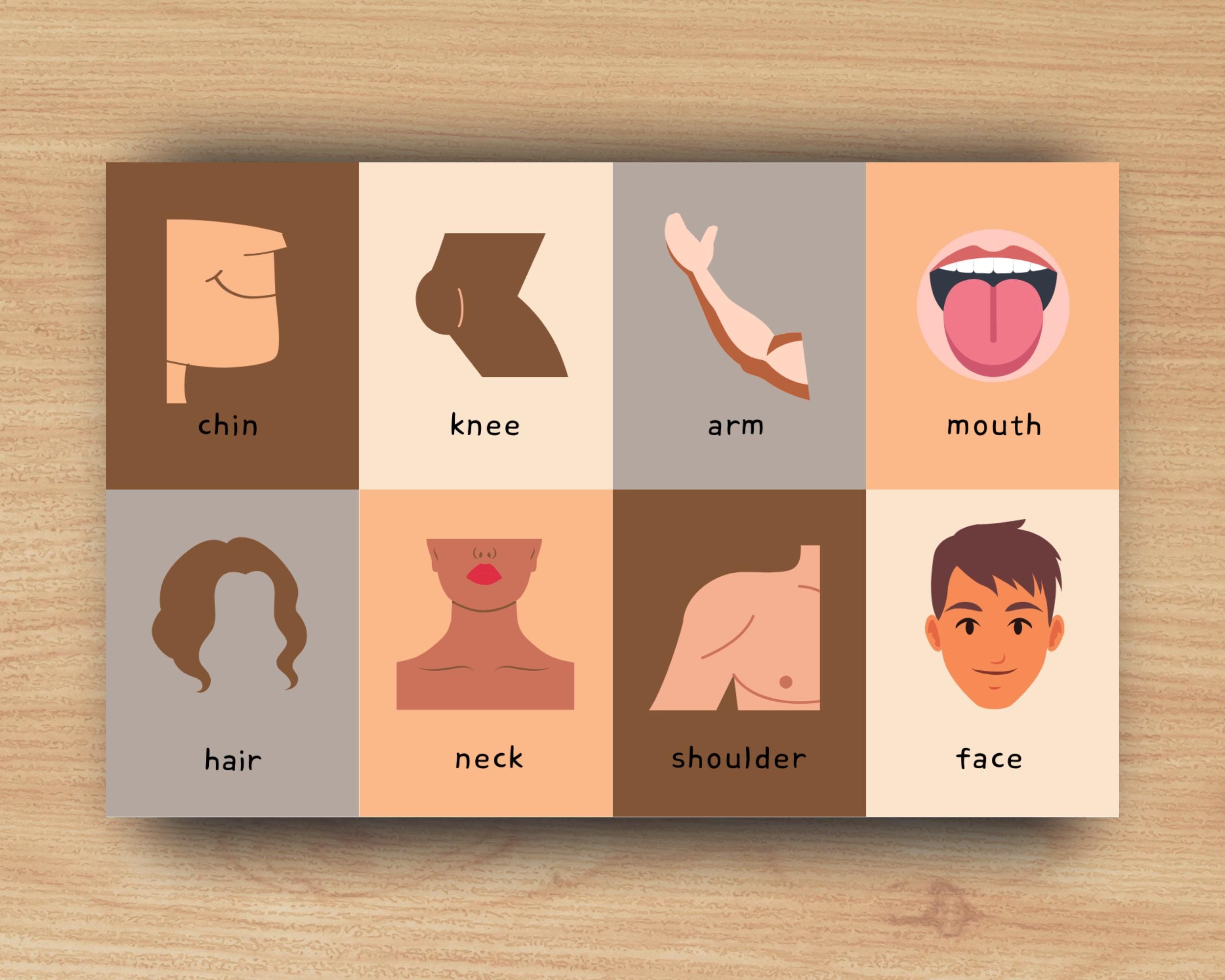 Body Parts Flash Cards, 32 Body Vocabulary Cards, Parts of the Body ...