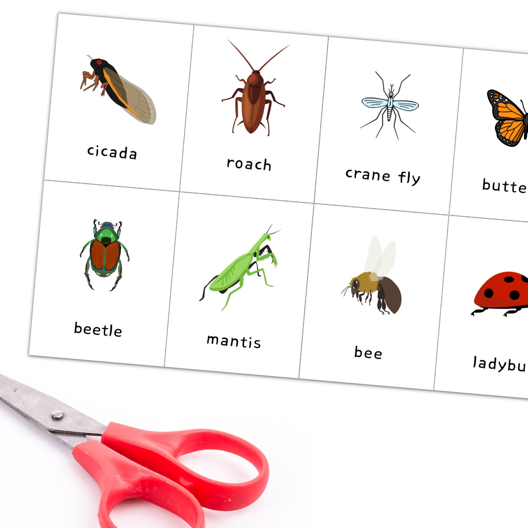 Insects and Bugs ESL Flashcards, Picture Cards for English/sped/ Ell ...