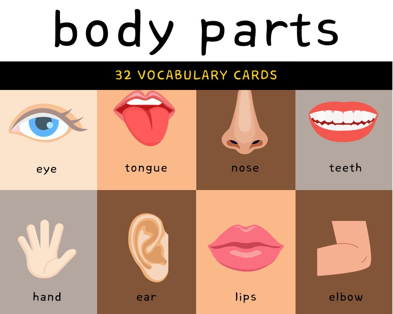 Body Parts Flash Cards, 32 Body Vocabulary Cards, Parts of the Body ...