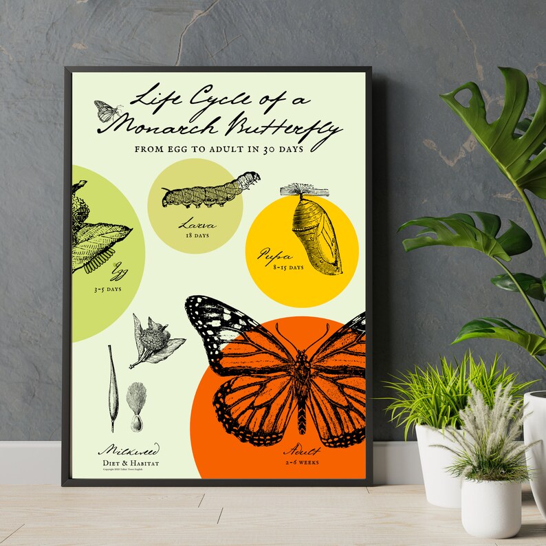 Butterfly Life Cycle Poster: Monarch Butterfly Printable Art, Biology ...