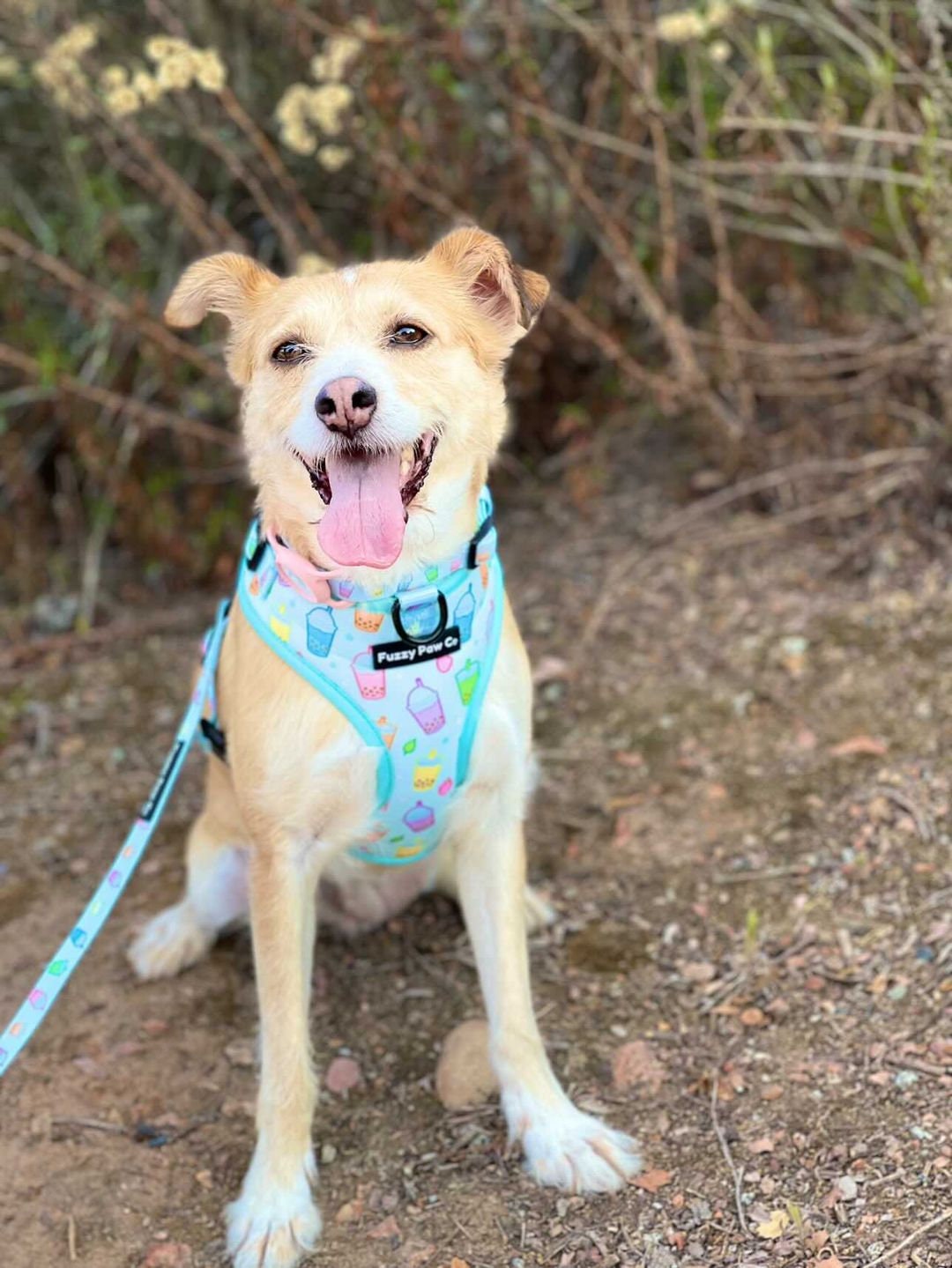 Boba Tea dog harness Iced Coffee Dog Harness Adjustable Dog Harness ...