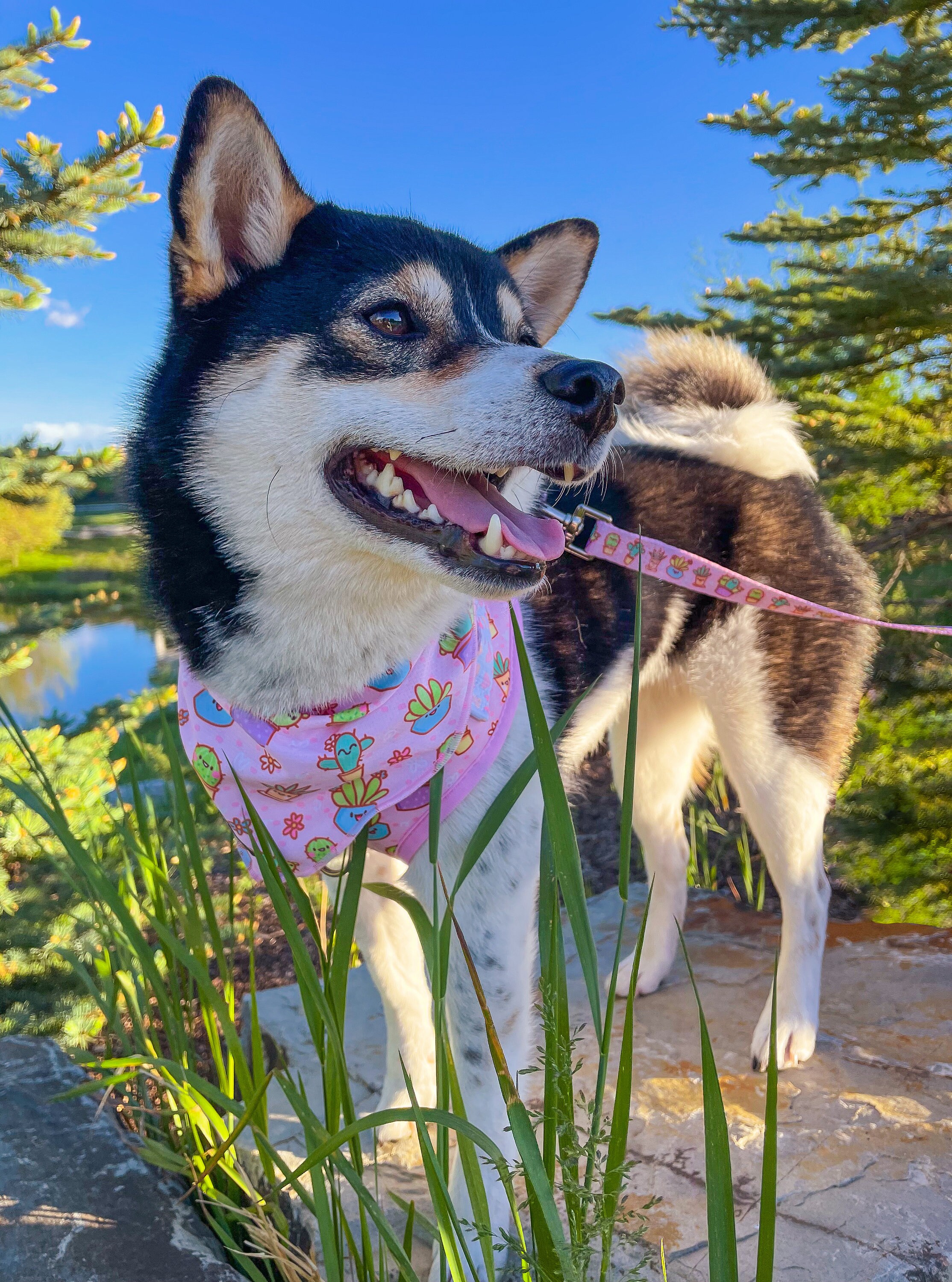 Cute Cactus Adjustable Dog Harness in Pink - Succulent Walking Harness ...