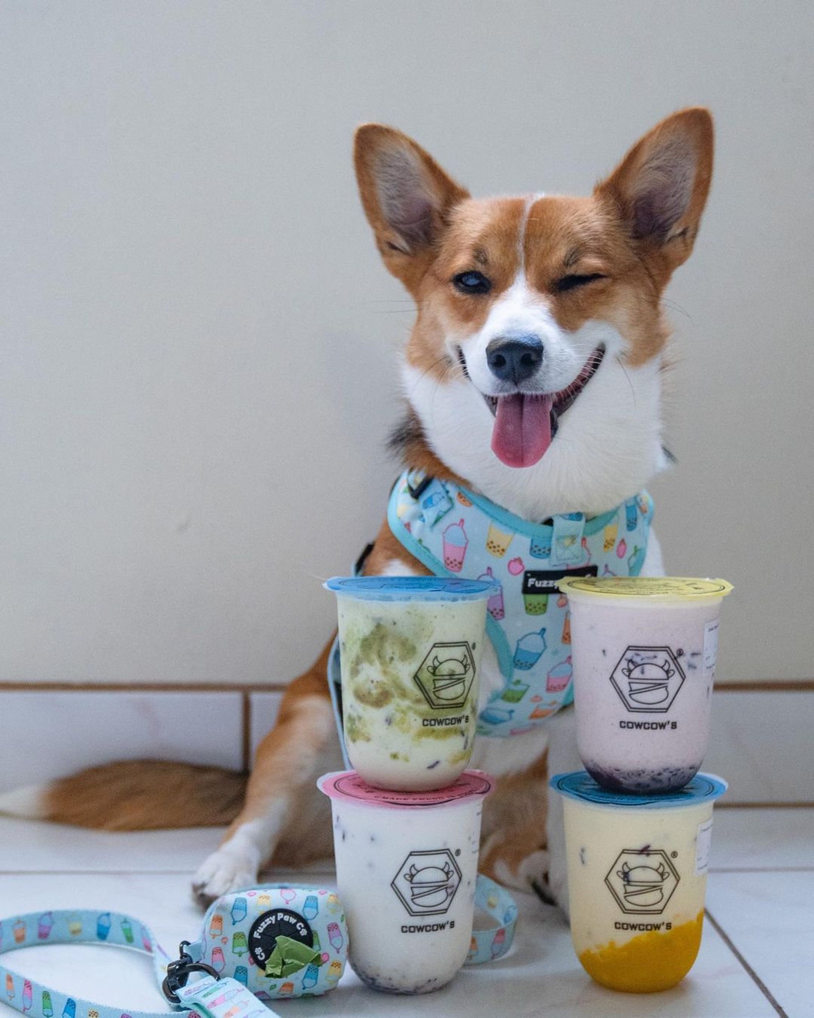 Deluxe Bundle Boba Time Cute Boba Dog Harness Bubble Tea | Etsy