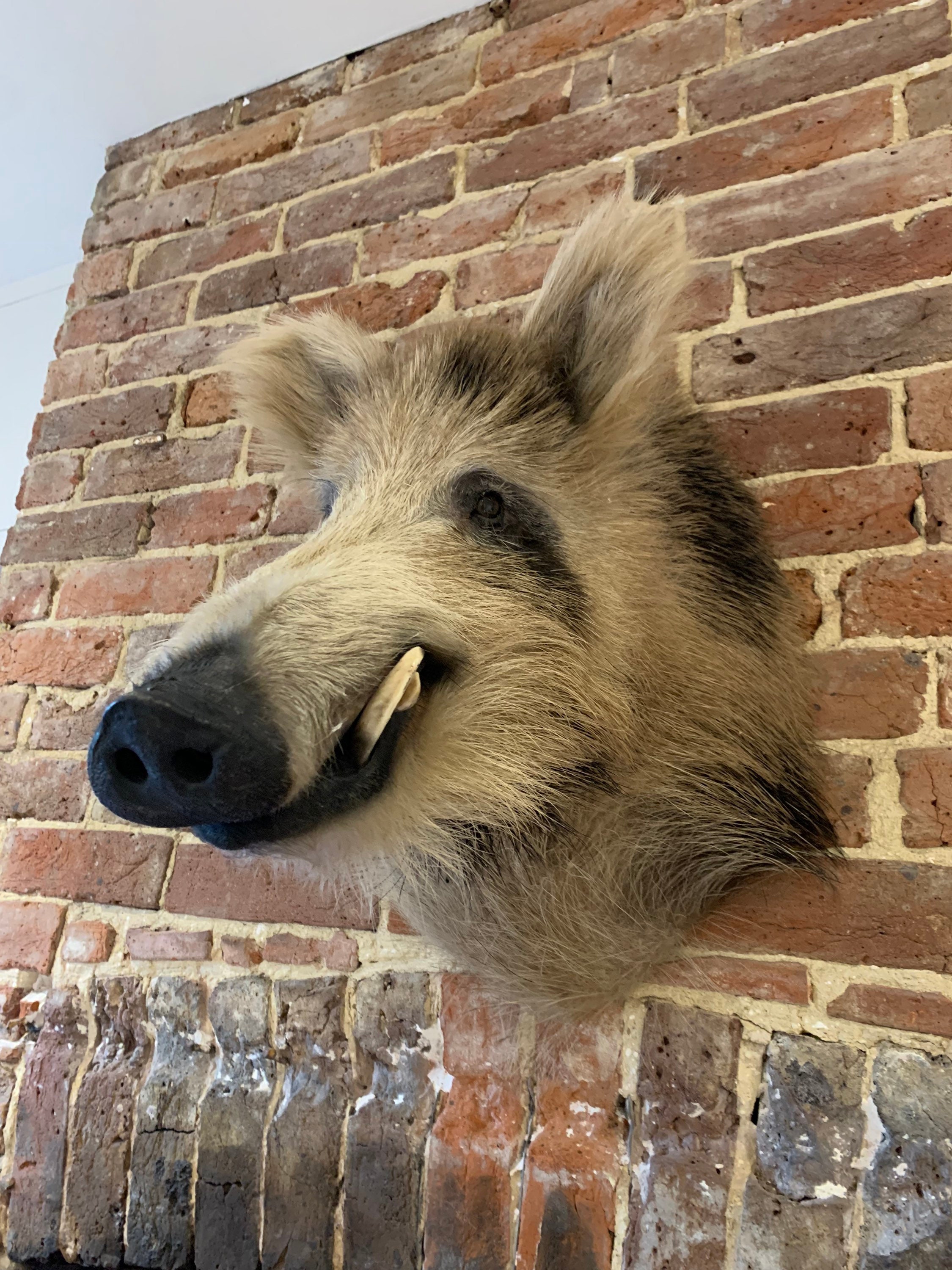 Wild Boar Head Taxidermy