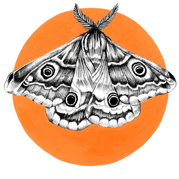 Moth Illustration - Etsy UK