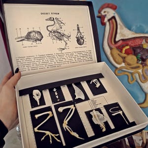 Vintage Educational Bird Bone Model, Vintage Educational Model, Bird ...