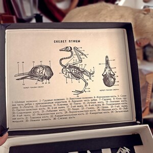 Vintage Educational Bird Bone Model, Vintage Educational Model, Bird ...