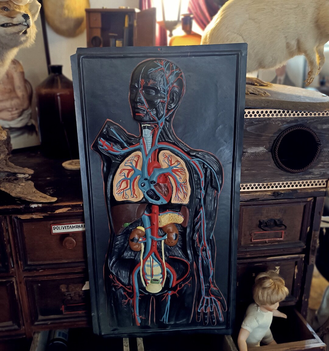 Vintage Human Anatomical Model, Vintage Educational Model, Human Body ...