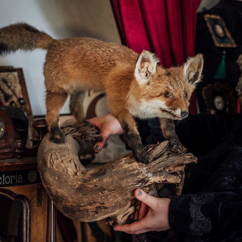 Taxidermy Fox - Etsy
