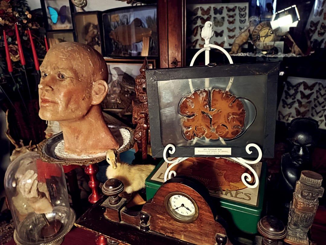 Vintage Real Human Brain Cut Medical Exhibit, Vintage Genuine Human ...