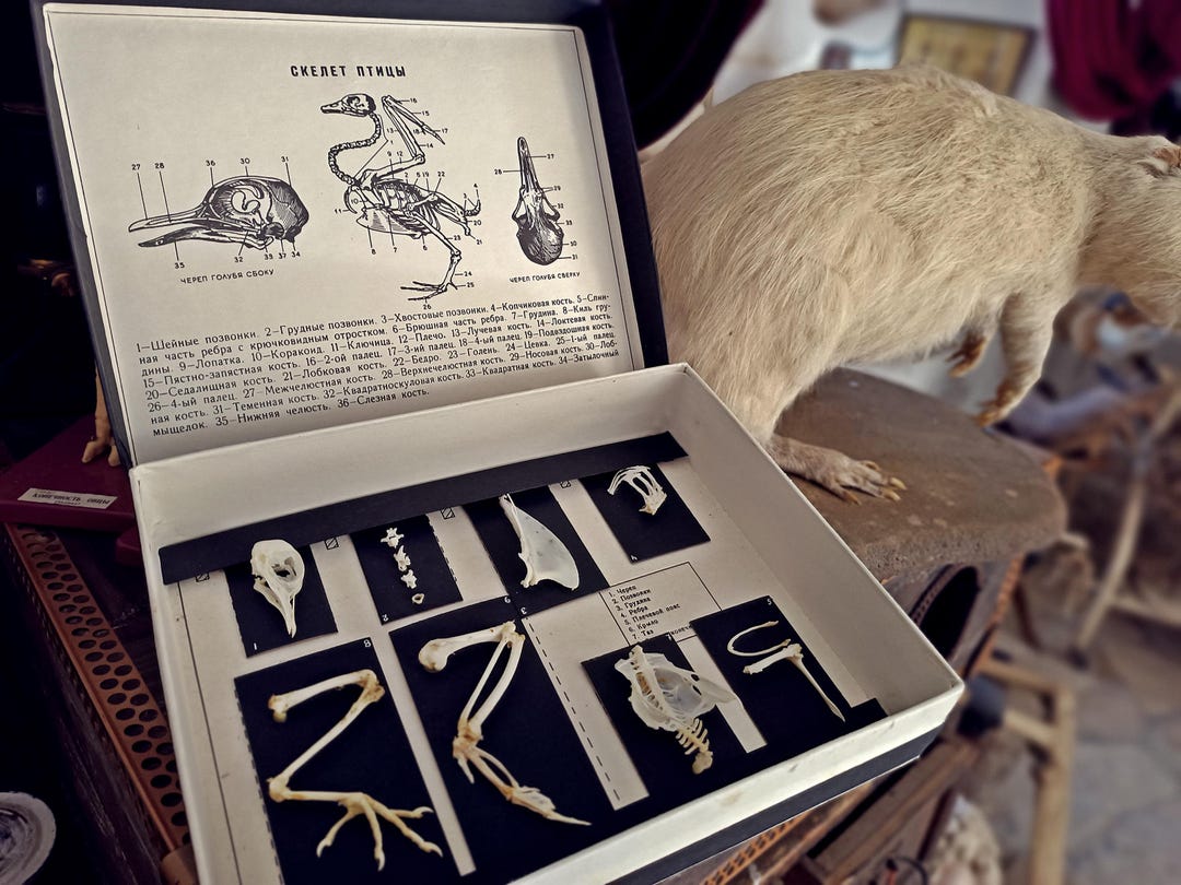 Vintage Educational Bird Bone Model, Vintage Educational Model, Bird ...