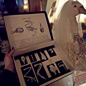Vintage Educational Bird Bone Model, Vintage Educational Model, Bird ...