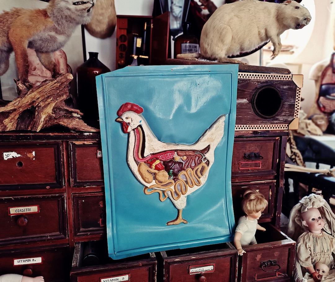 Vintage Chicken Anatomical Model, Vintage Educational Model, Rooster ...