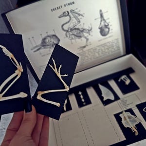 Vintage Educational Bird Bone Model, Vintage Educational Model, Bird ...