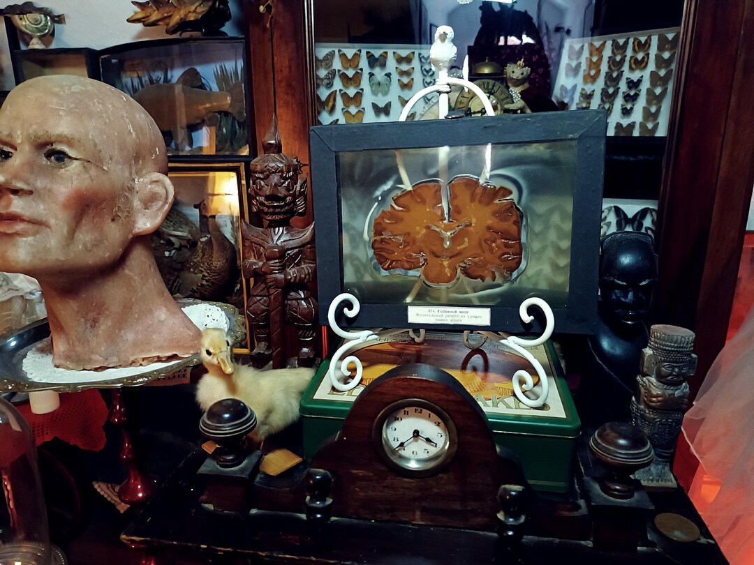 Vintage Real Human Brain Cut Medical Exhibit, Vintage Genuine Human ...