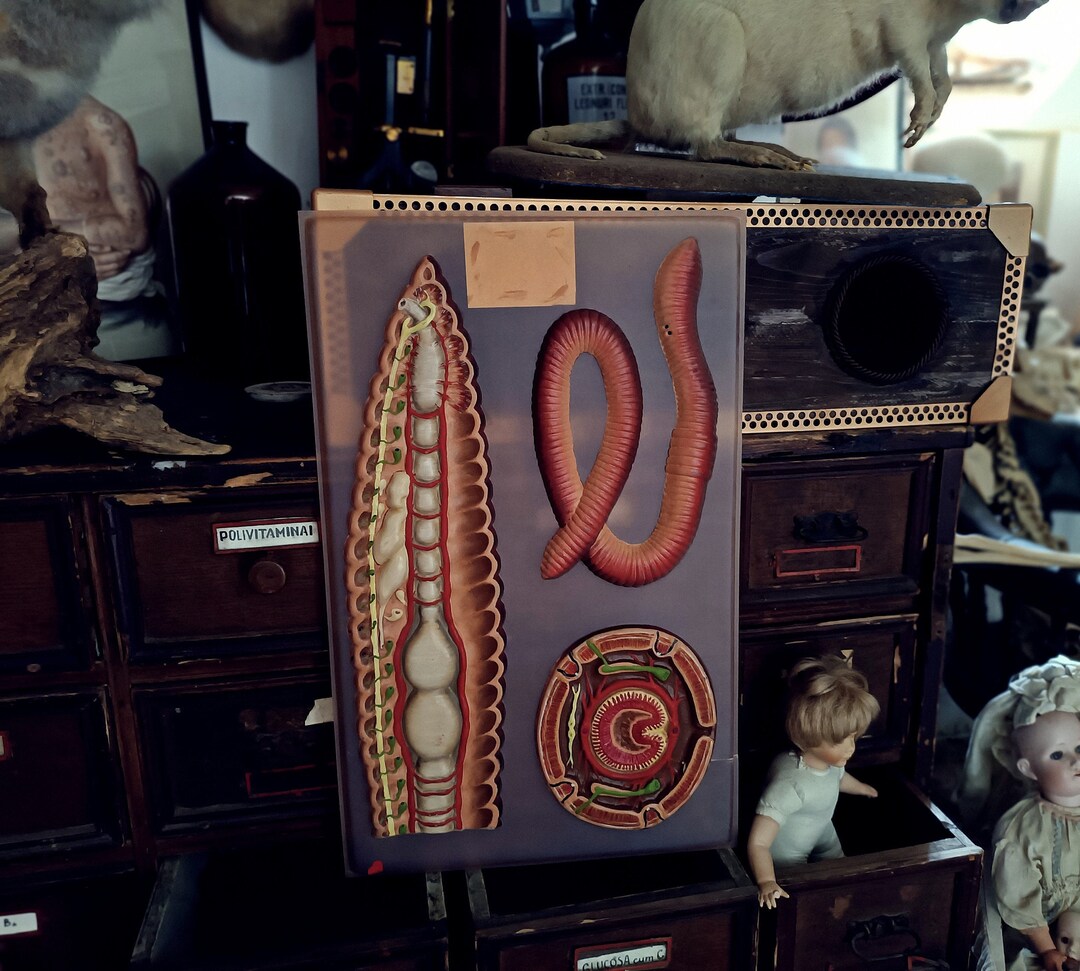 Vintage Anatomical Worm Structure Model, Vintage Educational Model ...