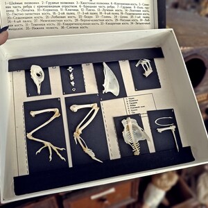 Vintage Educational Bird Bone Model, Vintage Educational Model, Bird ...
