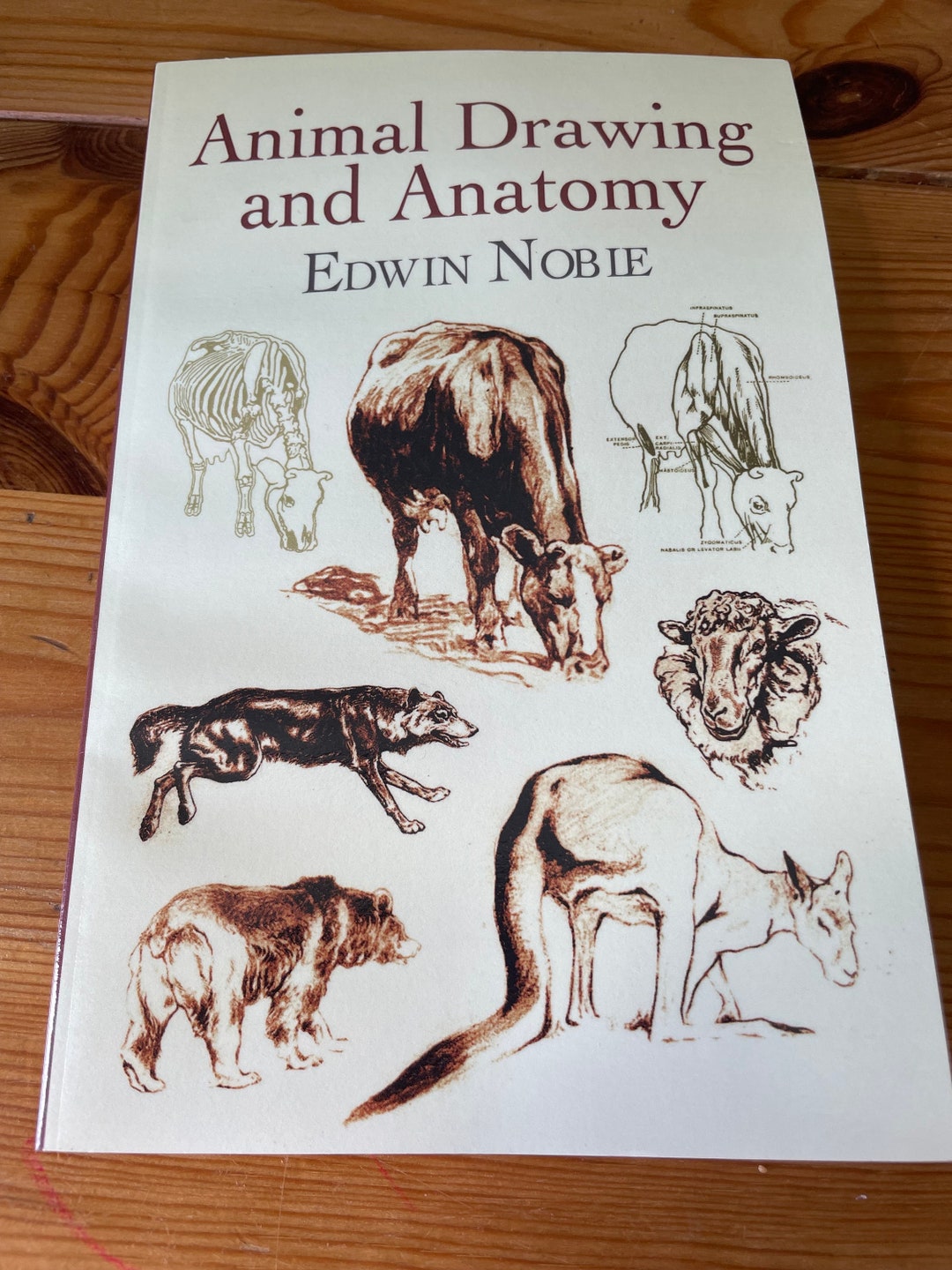 Animal Drawing and Anatomy Edwin Noble Book - Etsy