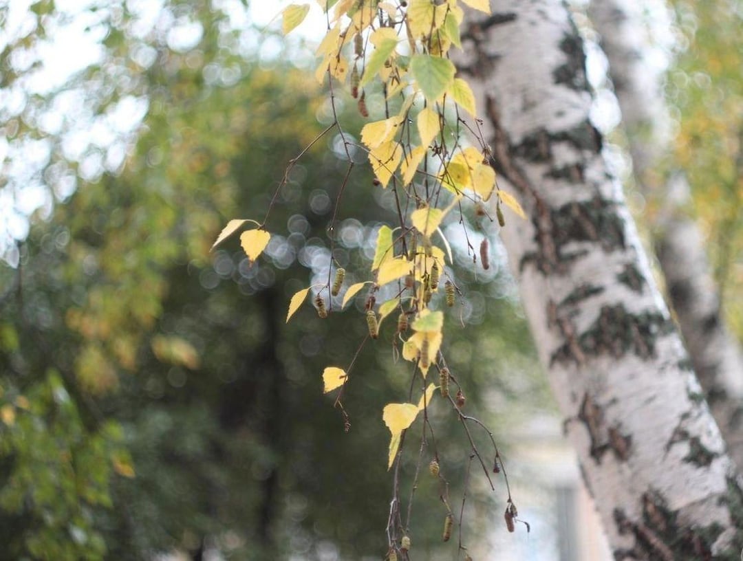 Petzval Swirly Bokeh Helios 44m Photo Lens, 58mm F/2, M42 Mount - Etsy