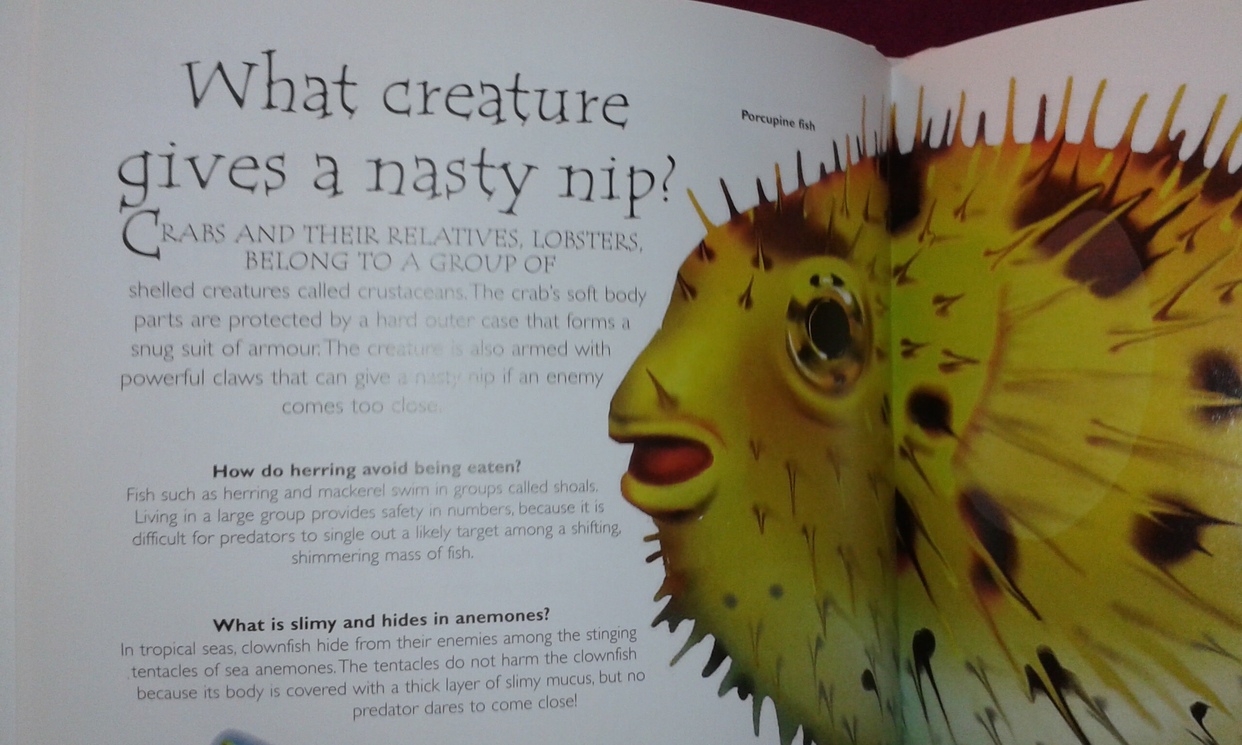 Sea Creatures, by Jen Green ,illustrated by Michael Posen - Etsy