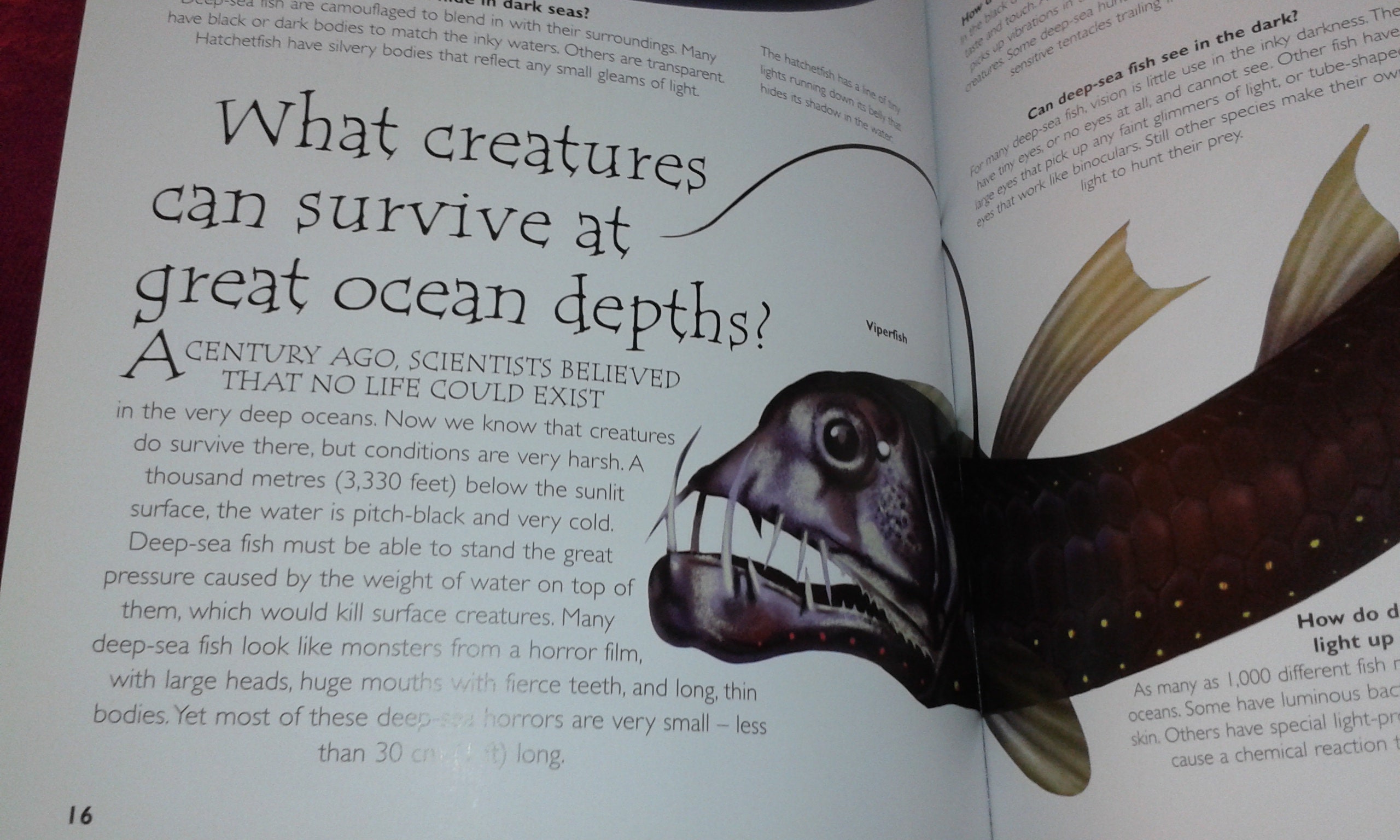 Sea Creatures by Jen Green illustrated by Michael Posen - Etsy