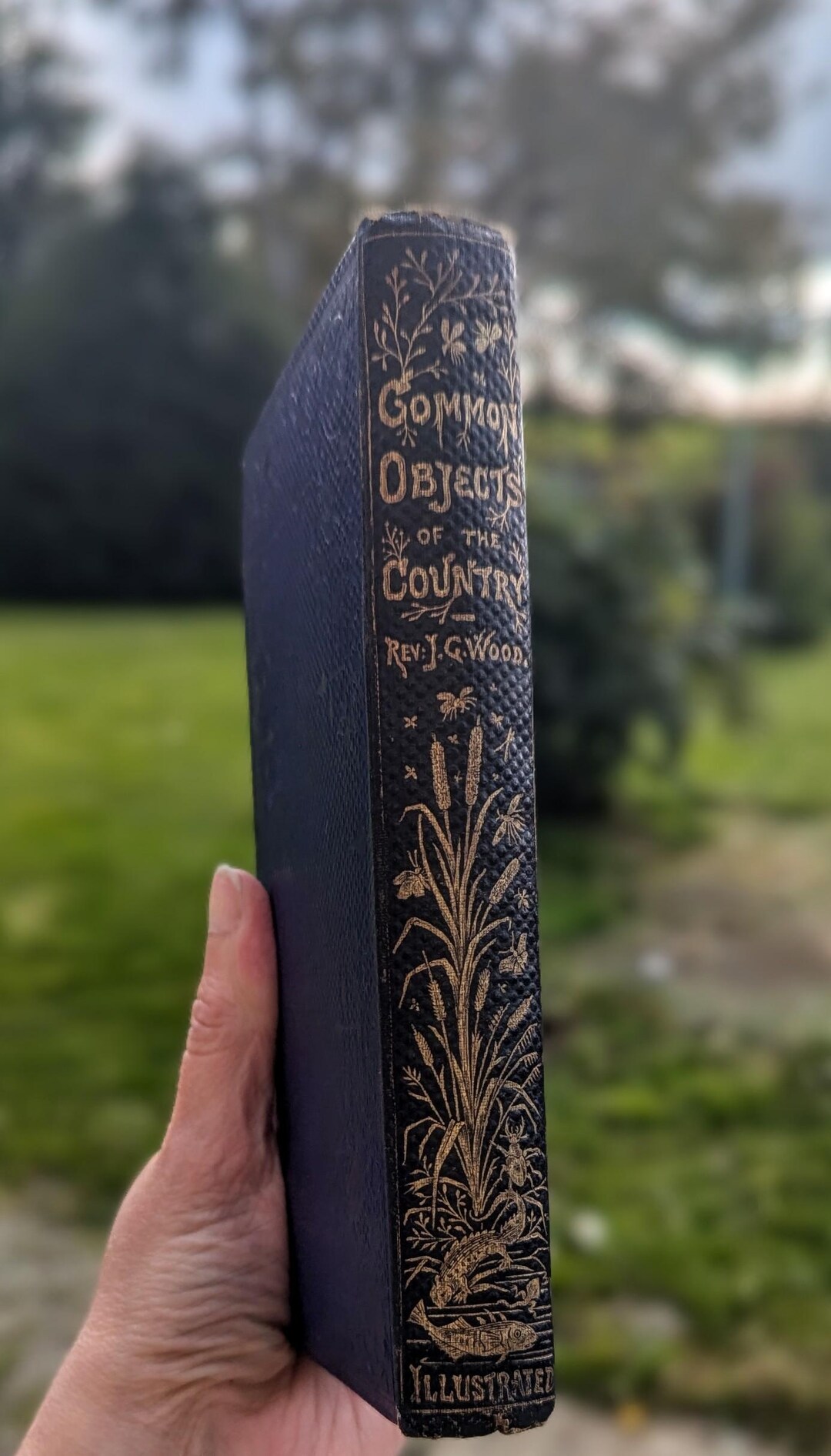 Common Objects of the Country. Rev JG Wood 1858 Antique Small Nature ...