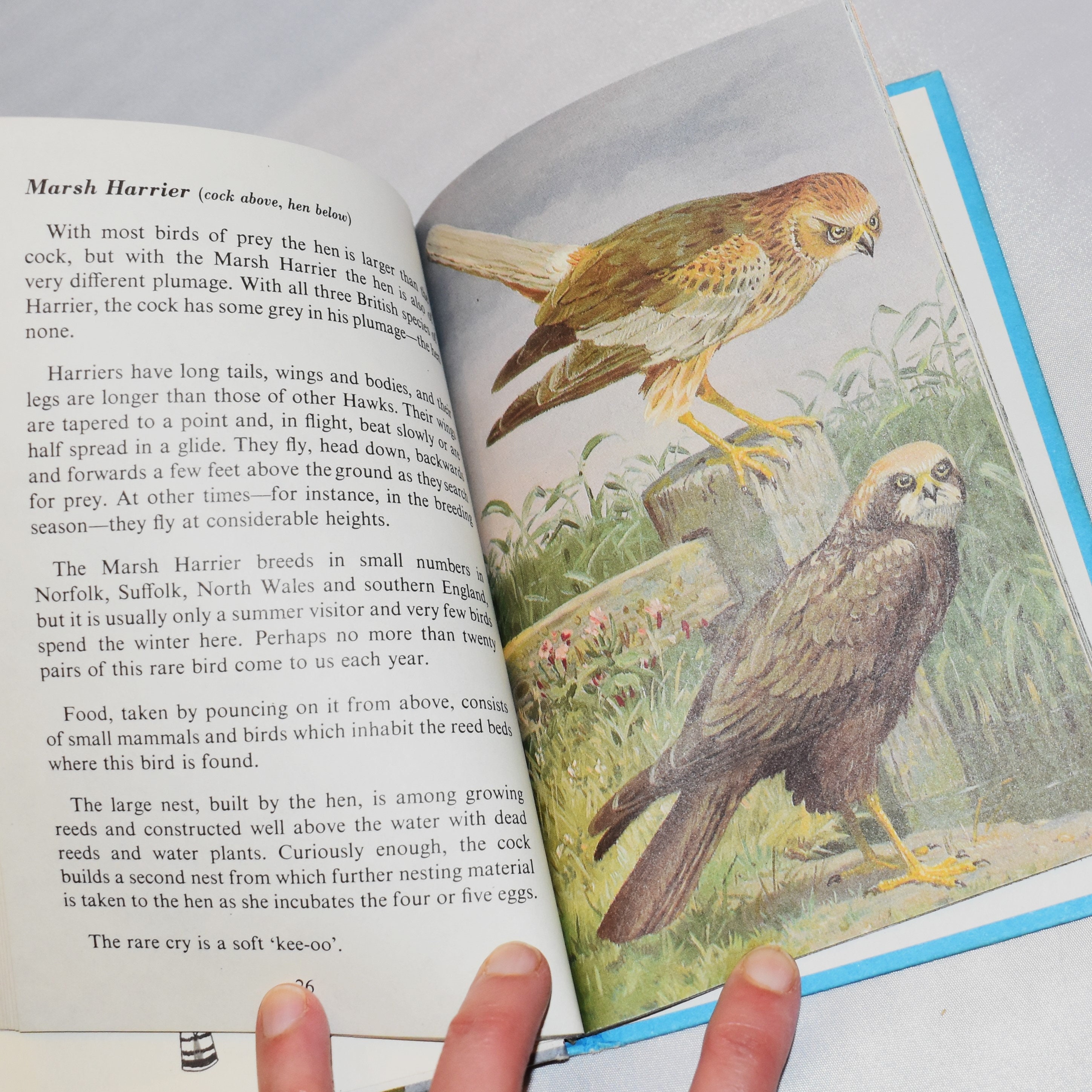 Birds of Prey. Ladybird (1970) Vintage Natural History Book. Colour ...