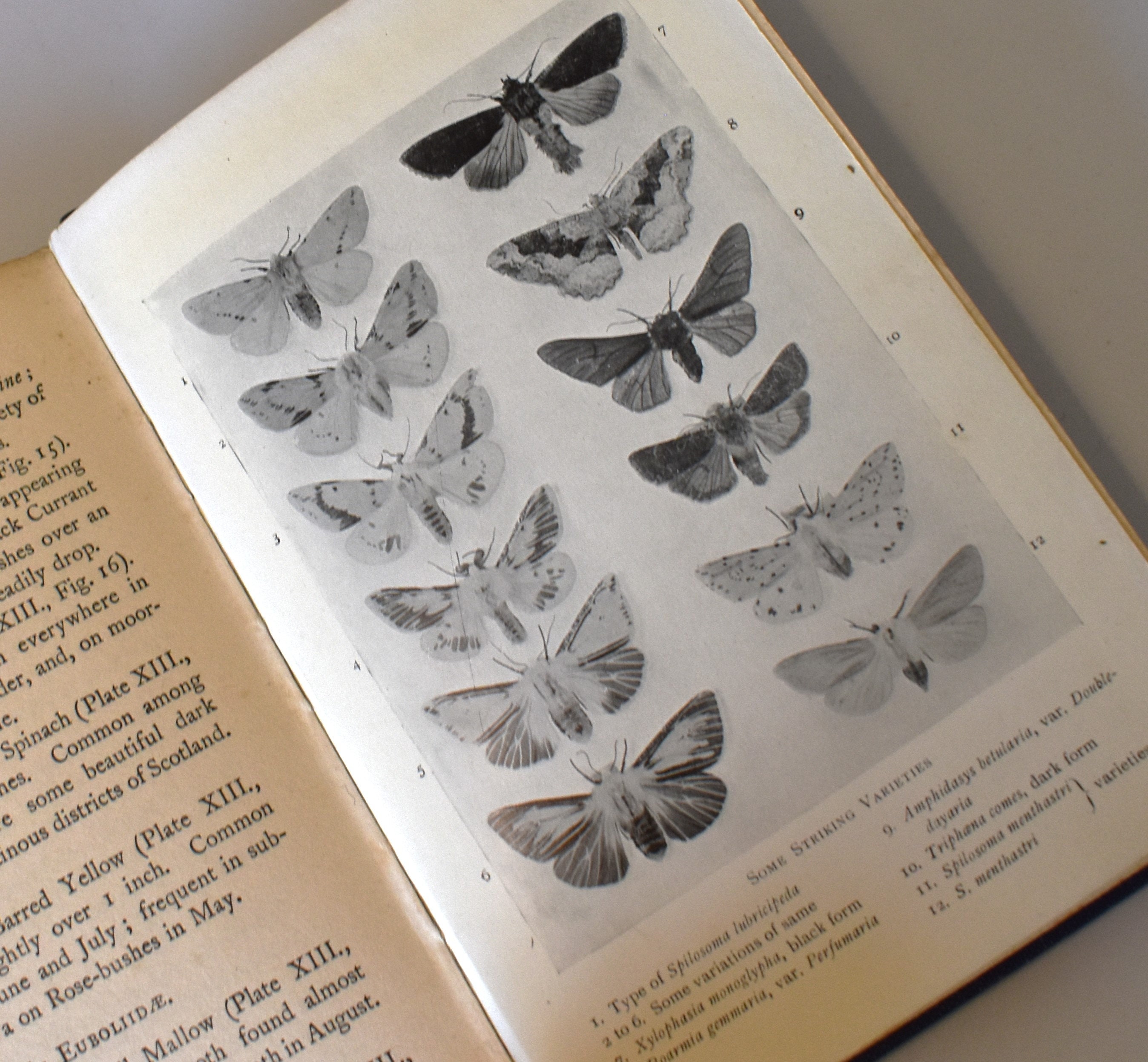 Common British Moths. Peeps at Nature. 1923 16 Plates 8 - Etsy