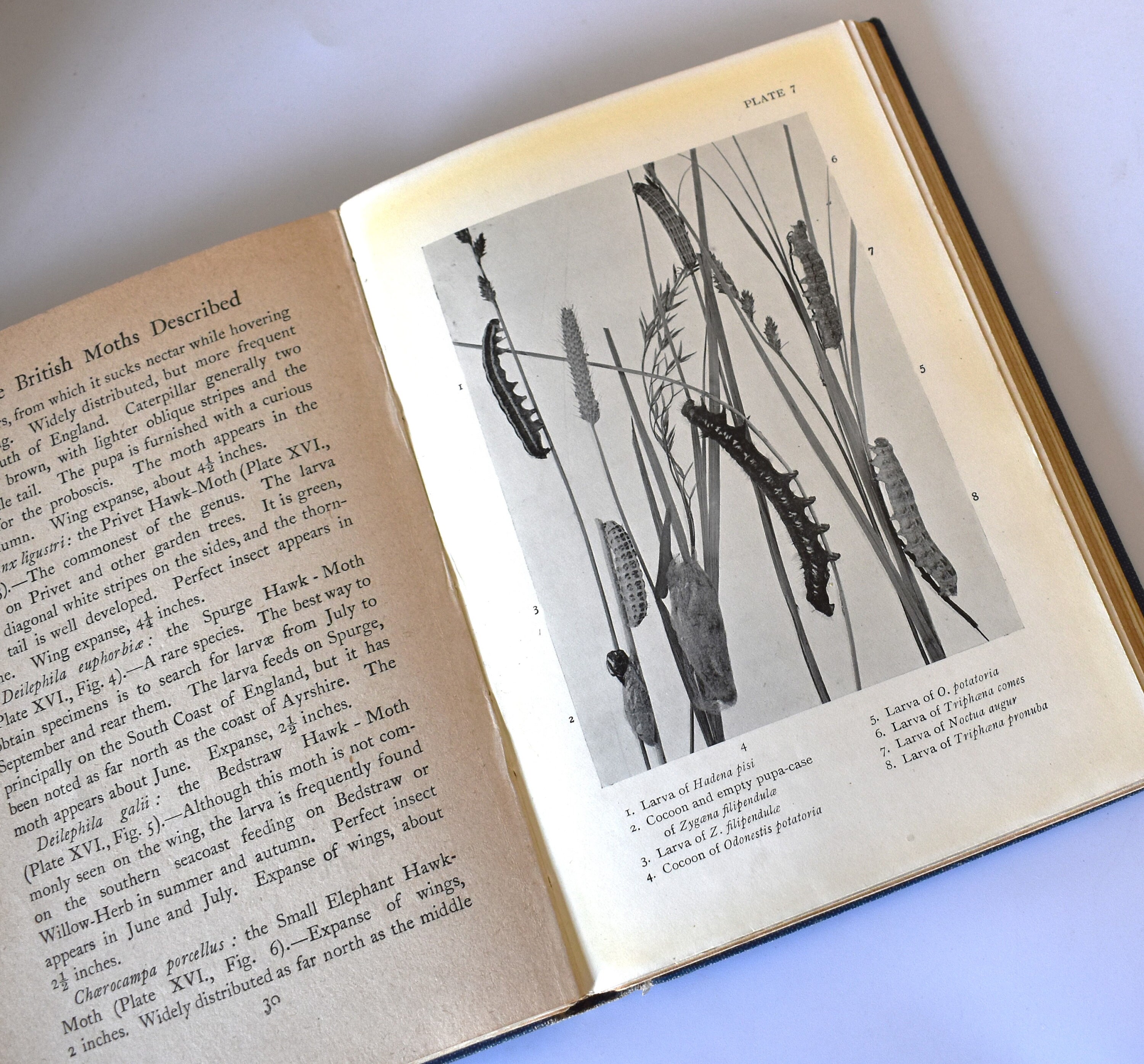 Common British Moths. Peeps at Nature. 1923 16 Plates 8 - Etsy