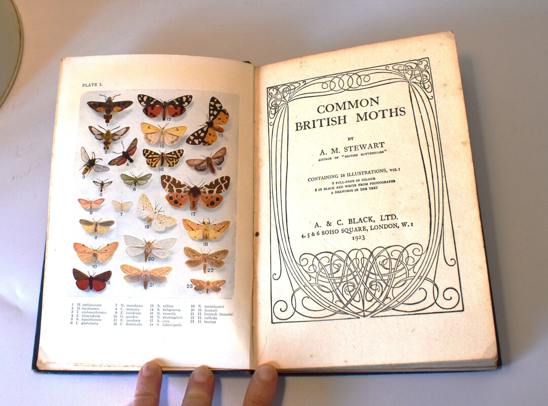 Common British Moths. Peeps at Nature. 1923 16 Plates 8 - Etsy