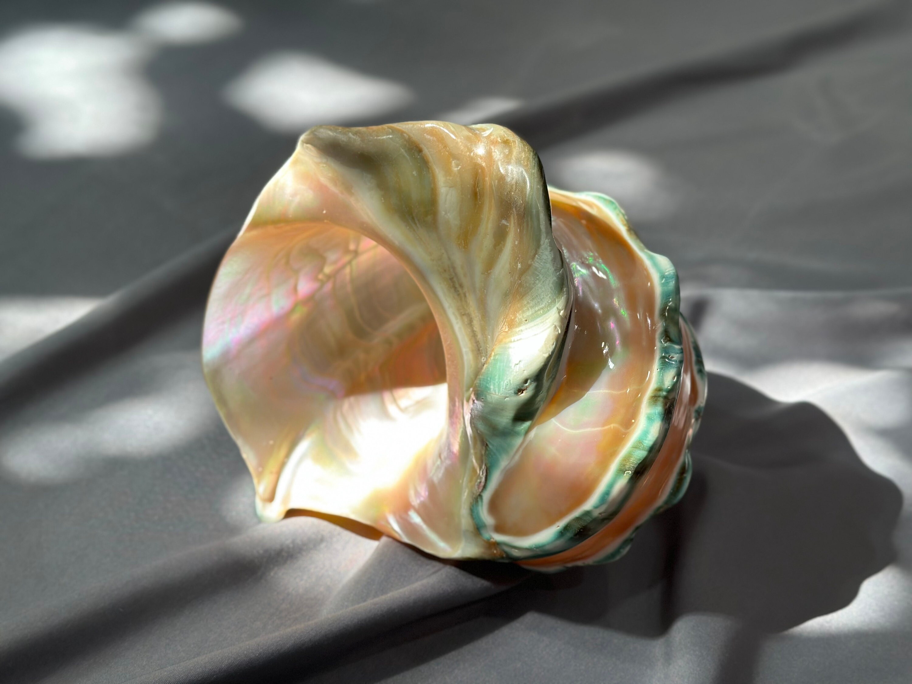 6 Giant Turbo Marmoratus Banded Seashell, Nautical Decor, Display Shell ...