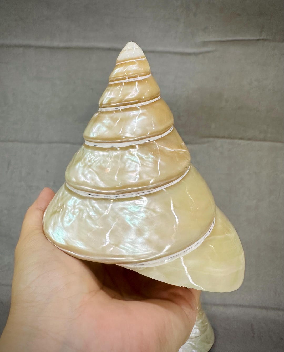 Beautiful Natural Conch Shell, Snail Shell for Home Decor, Seashell ...