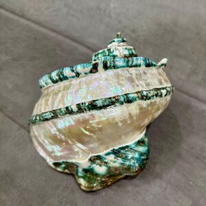 8”, 2.52lbs Giant Turbo Marmoratus Shell | Rare Banded Conch for Home ...