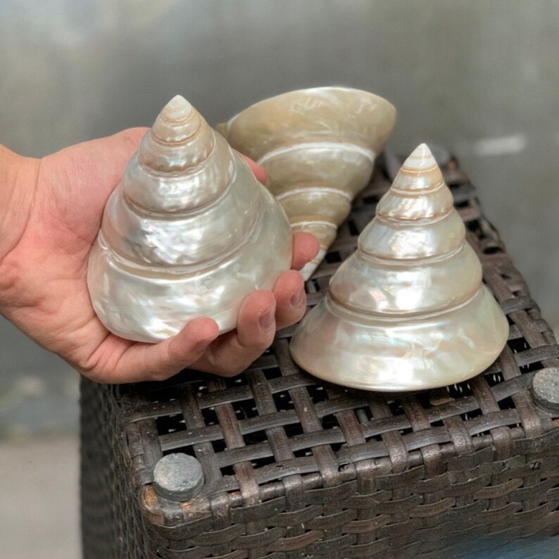 Beautiful Large Conch Shell, Snail Shell for Home Decor, Seashell Decor ...