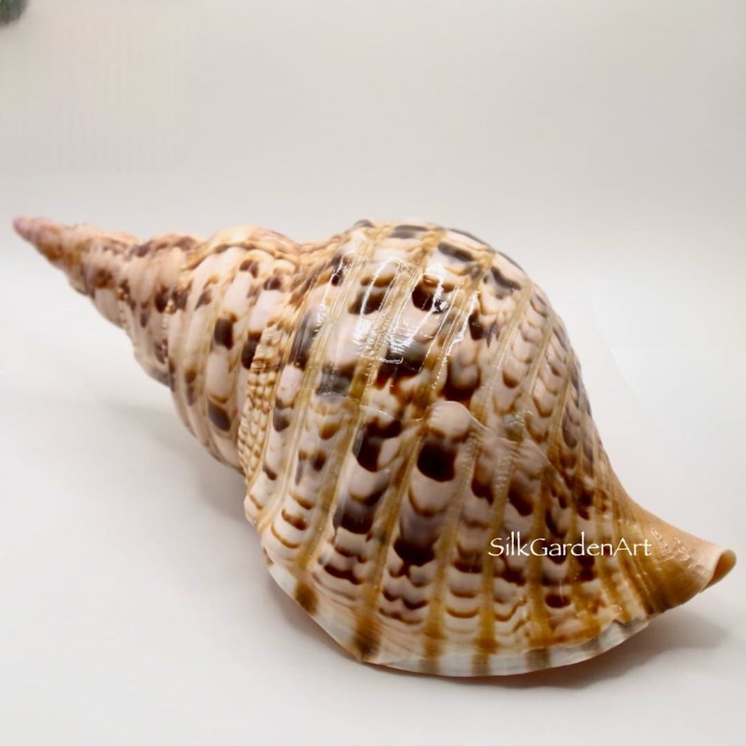 11 28cm Large Triton Trumpet Seashell, Natural Rare Triton Seashell ...
