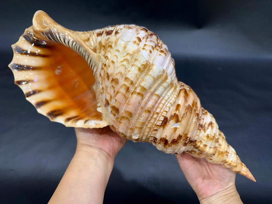 Giant Triton Trumpet Seashell: 16.4" Natural Conch Shell - Etsy