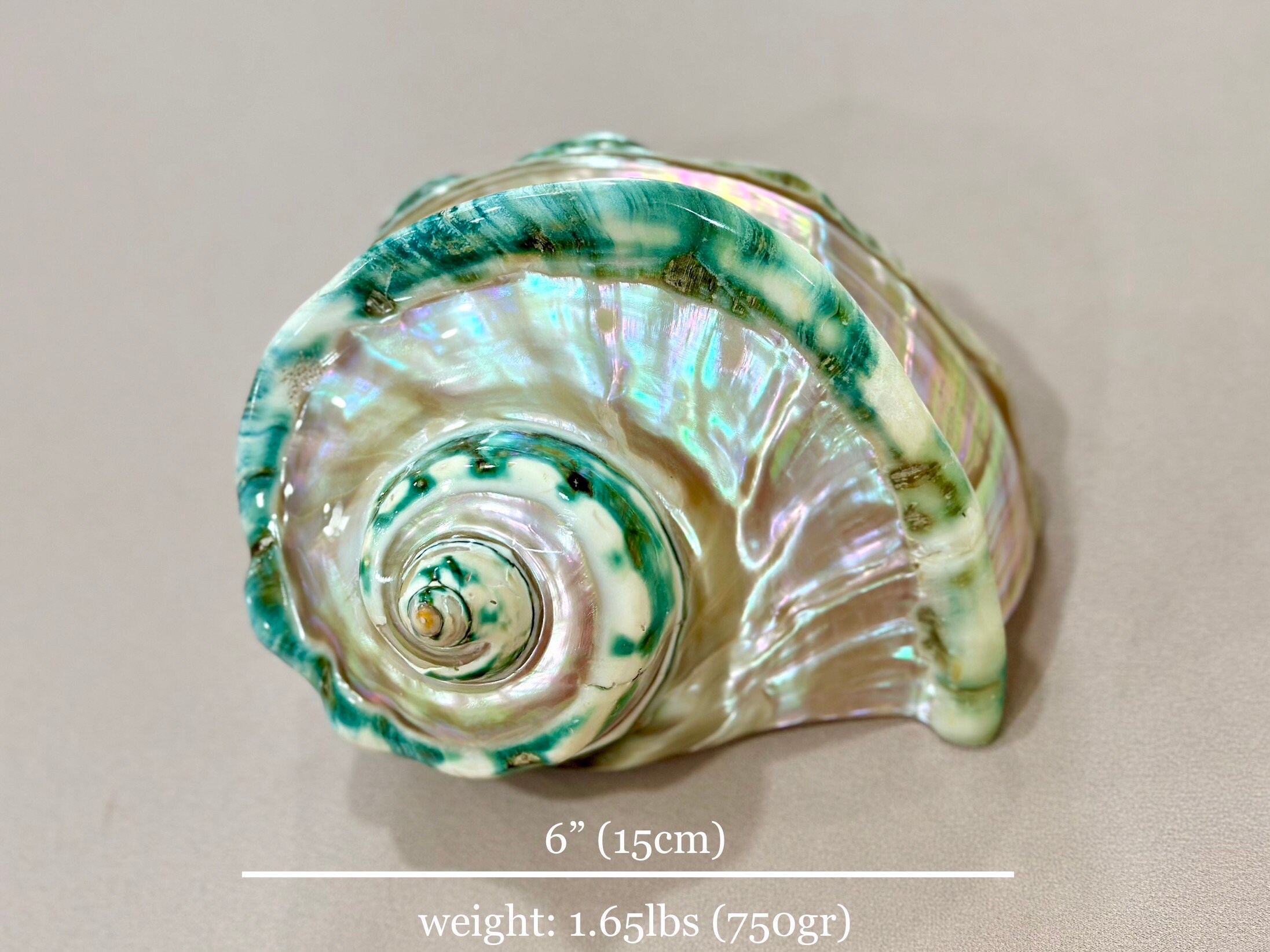 6 Giant Turbo Marmoratus Banded Seashell, Nautical Decor, Display Shell ...